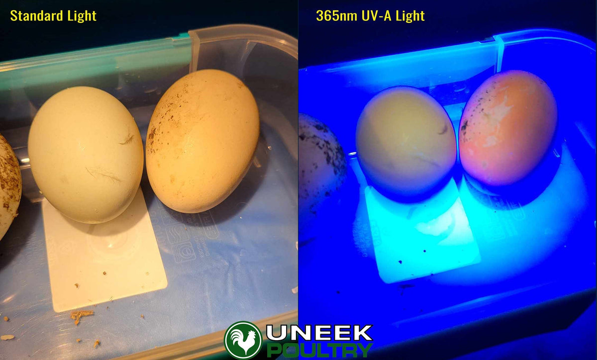 The Science Behind Egg Fluorescence – Uneek Poultry